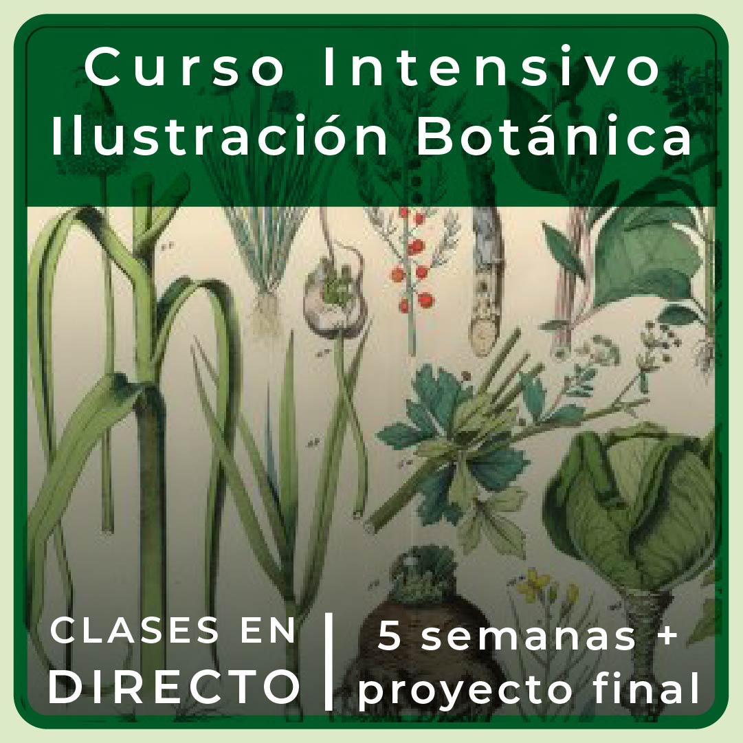 Curso Intensivo de Ilustración Botánica - Laura Torrico | Hotmart
