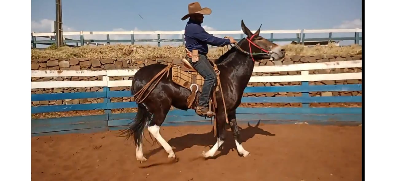 Doma Intensiva de Muares com Marcos Cordeiro - MARCOS ANTONIO CORDEIRO ...