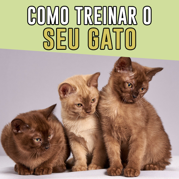 Como Treinar o seu Gato - Luan Vinícius Luna dos Santos | Hotmart