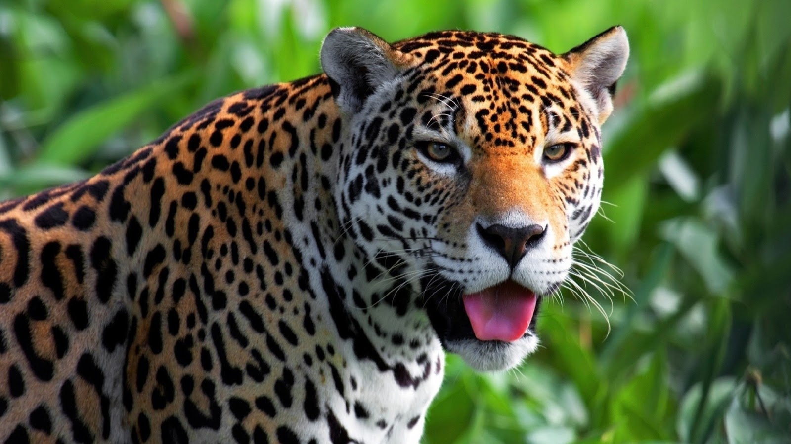 A poderosa onça pintada da Amazônia - Widenairon Rodrigues da rocha...