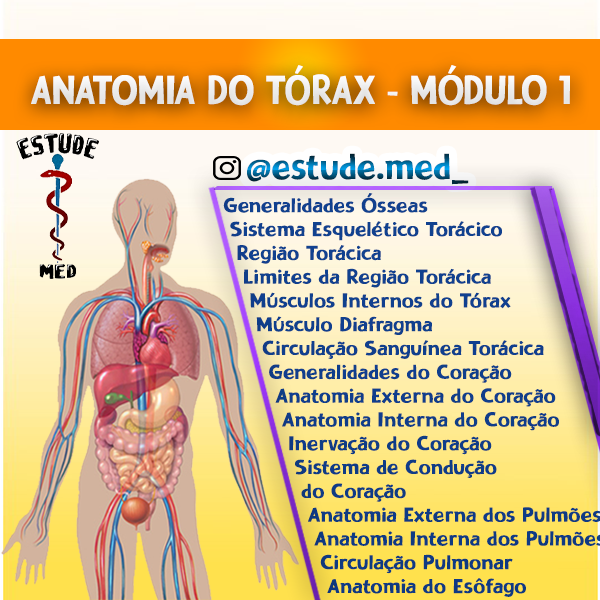 ANATOMIA DO TÓRAX - MÓDULO 1 - EstudeMED | Hotmart