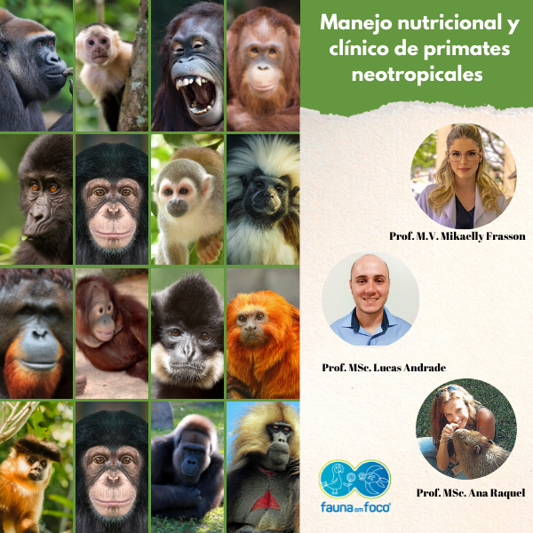 Manejo nutricional y clínico de primates neotropicales - Fauna em Foco ...
