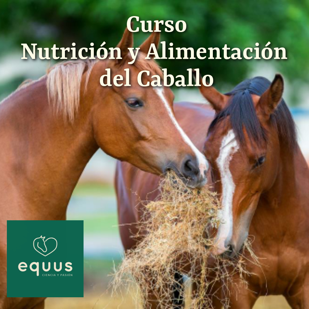 Nutrición y Alimentación del Caballo - María Florencia Godoy | Hotmart
