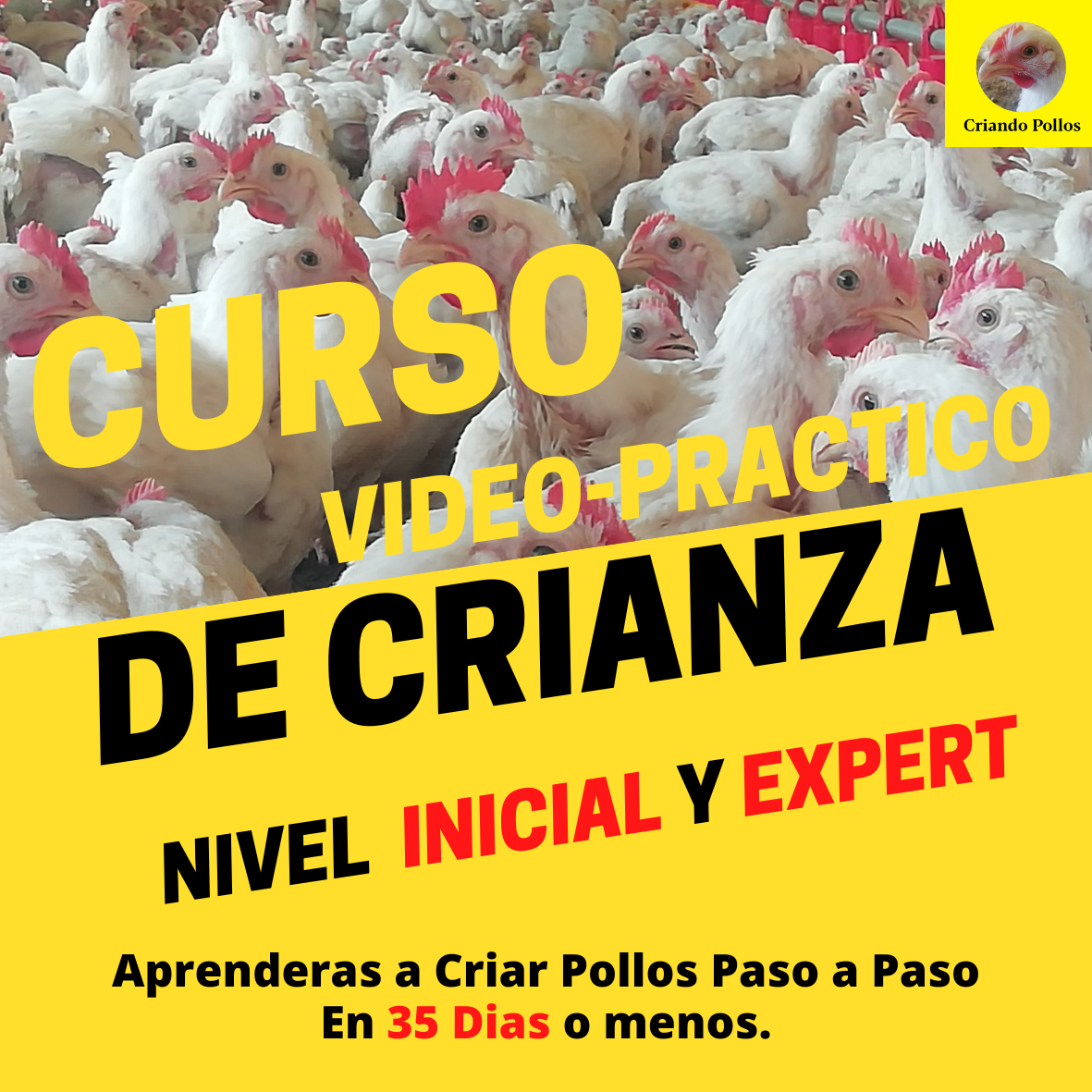 Cría Pollos de Engorde, Paso a Paso (Desde Cero) De Nivel Inicial a ...
