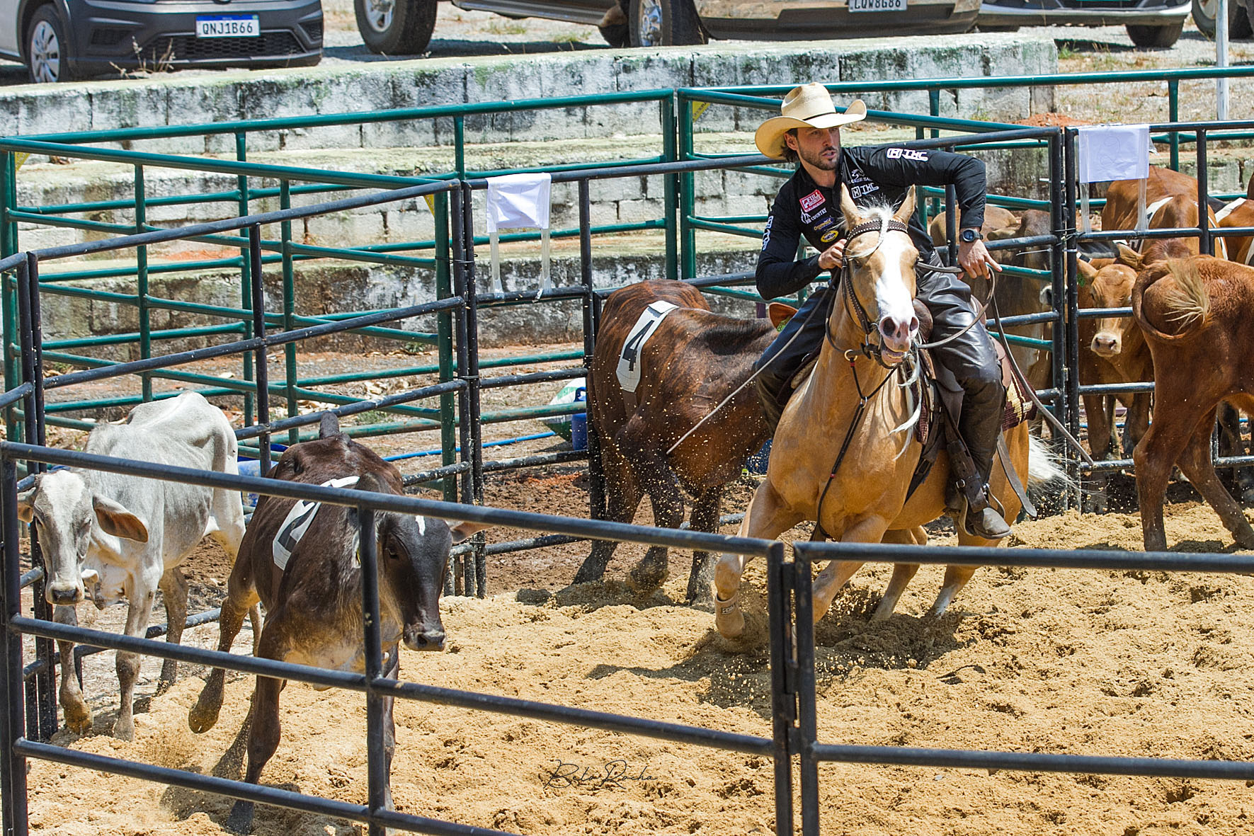 Curso de Ranch Sorting - Life Horse | Hotmart