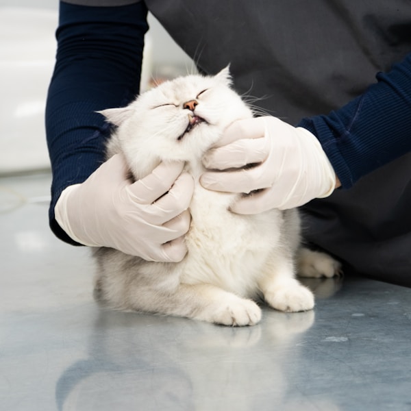 Recursos essenciais para estudantes de medicina animal | Hotmart