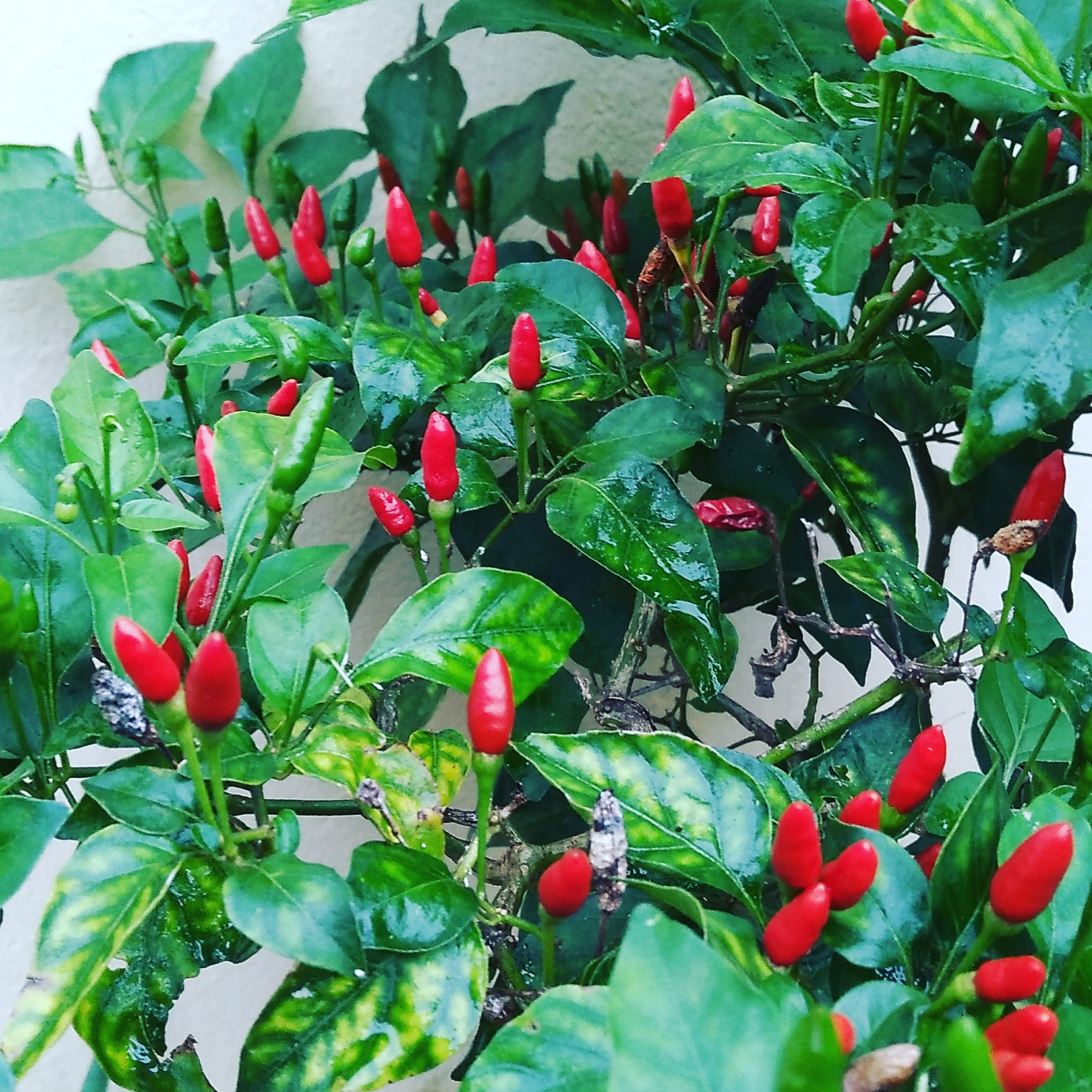 Pimenta brasileira - Allan Gomez | Hotmart