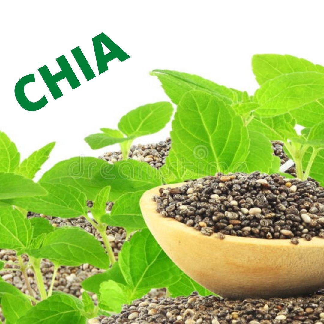 CHIA - Entrando no mercado europeu de chia.