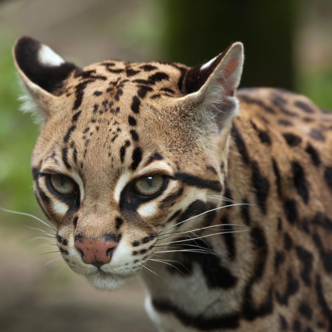 Entrada Ocelote