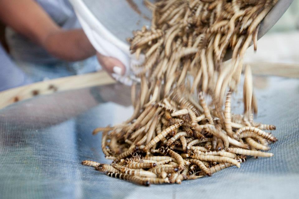 Criação de Insetos Comestíveis - Tenebrio comum e Tenebrio gigante ...