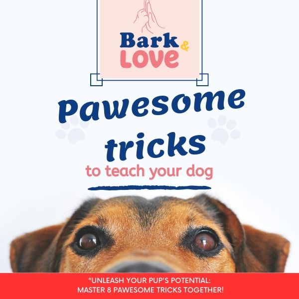 Pawesome Tricks to teach your dog