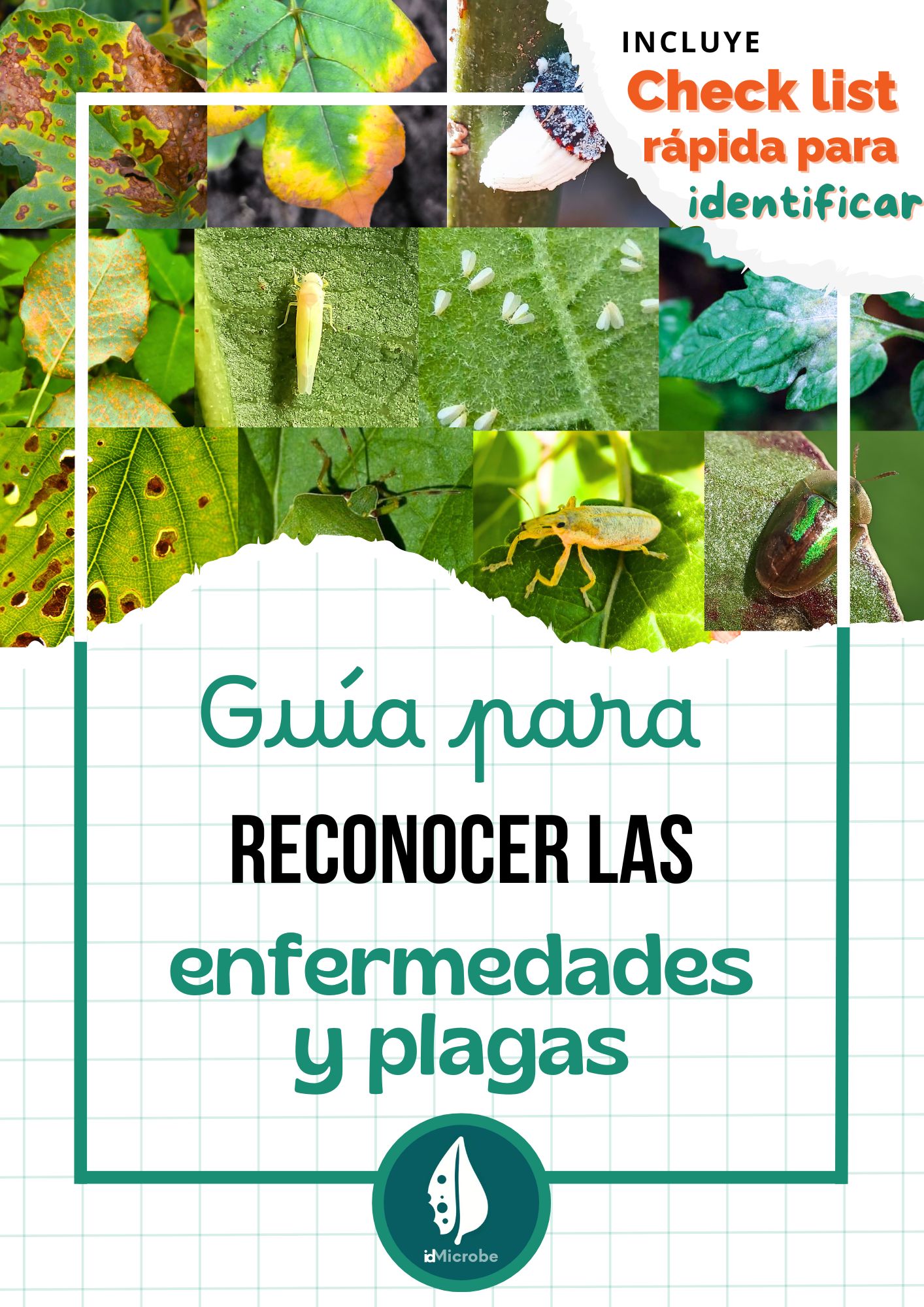 Mini guía visual: identifica plagas, enfermedades y carencias - idM...