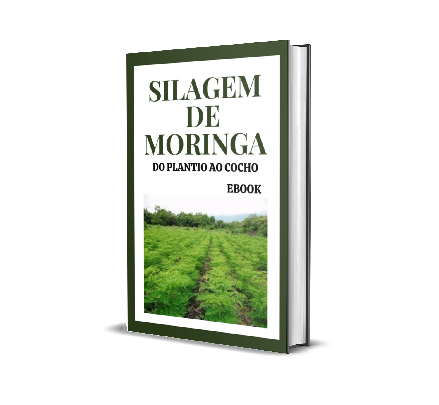 Silagem de Moringa - Do plantio ao Cocho - Josete Santana de Jesus ...