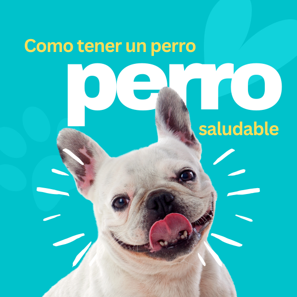Como Tener un Perro Saludable - Christian López | Hotmart