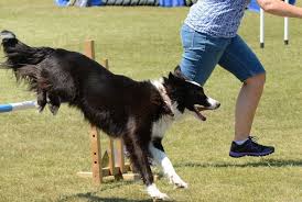 Metado de adestramento inteligente - Silvio Freitas | Hotmart