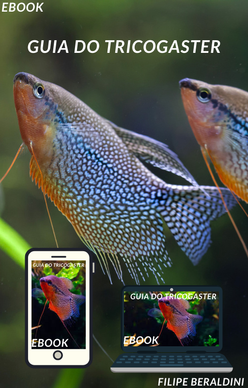 GUIA DO TRIGOGASTER. COMO TER SUCESSO NA CRIAÇÃO?