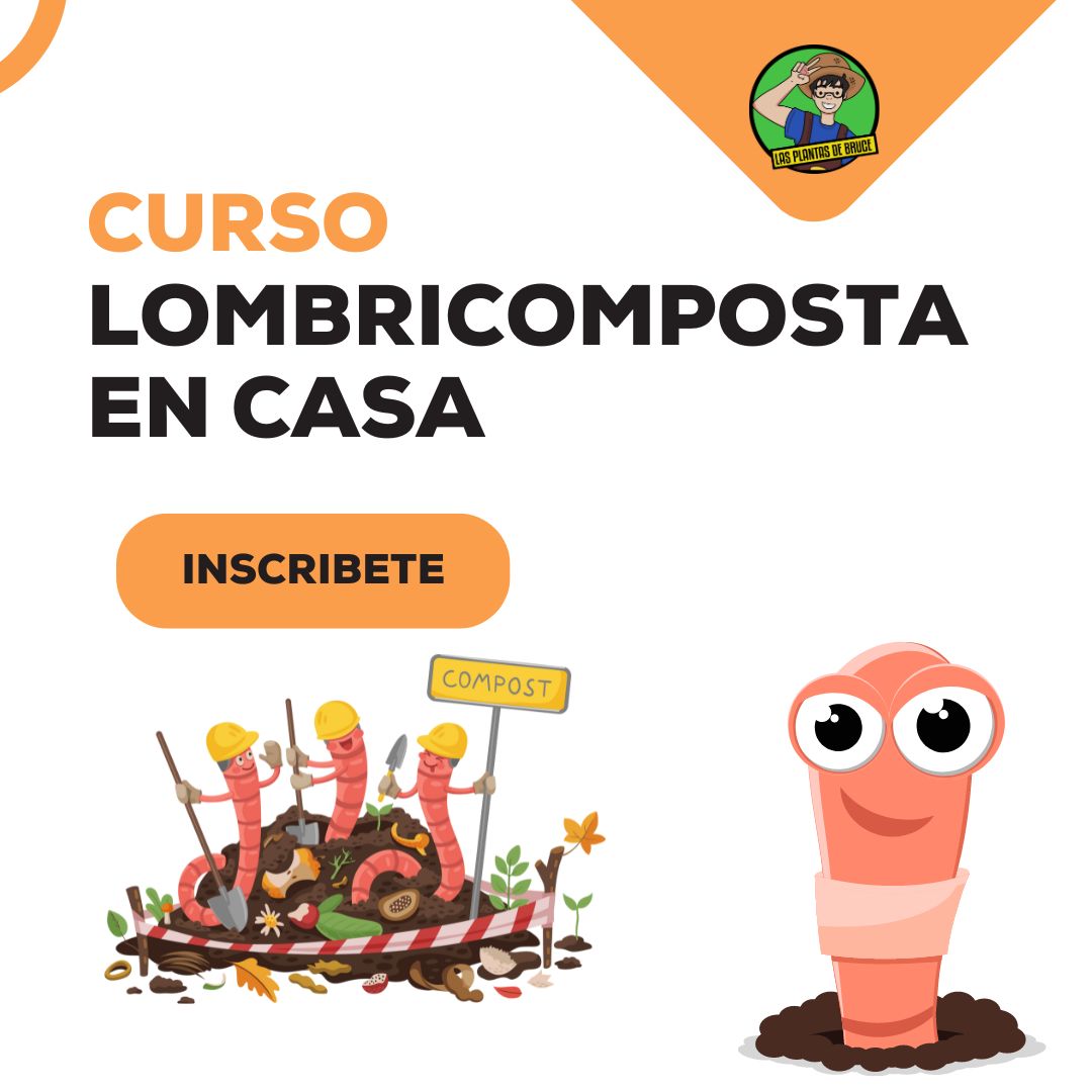 Como Tener una Lombricomposta en CASA - las plantas de bruce | Hot...