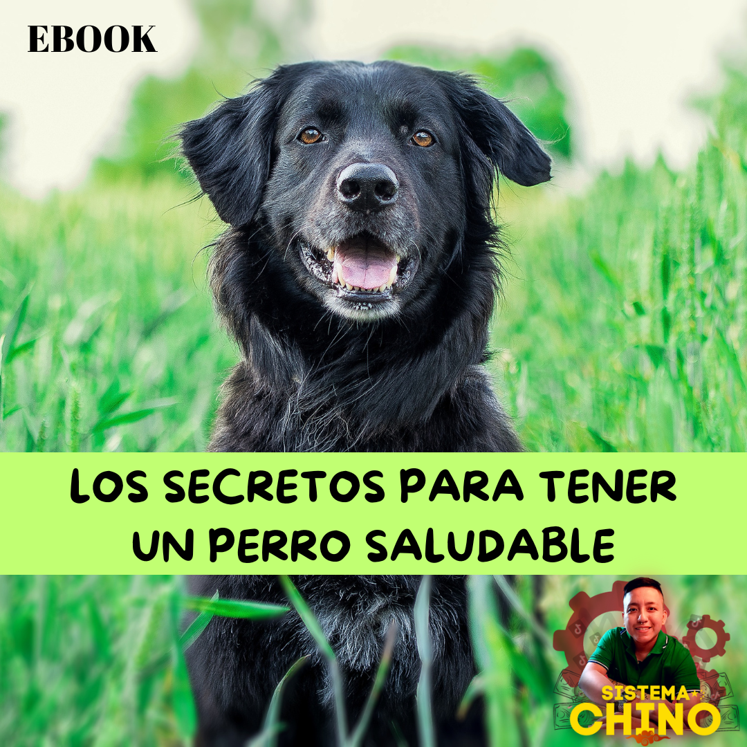 COMO TENER UN PERRO SALUDABLE🦮🐕‍🦺 - Hadén Ordoñez | Hotmart