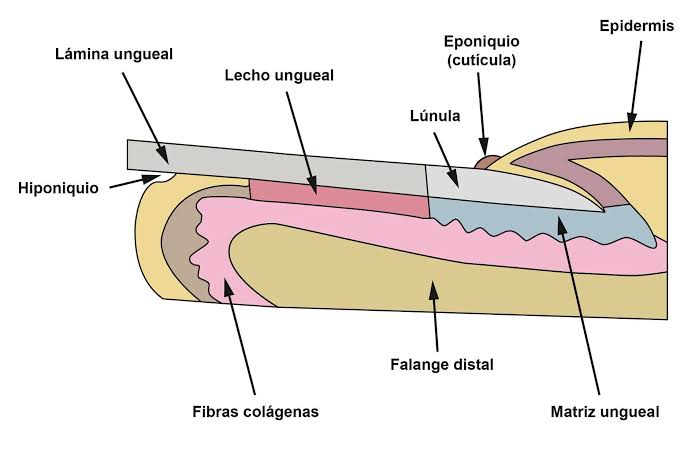 Por trás da lâmina ungueal: explorando a anatomia avançada das unha...