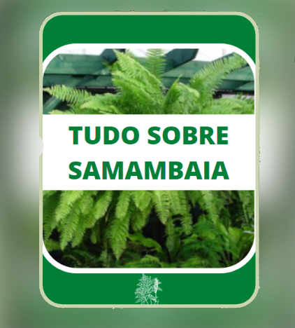 Tudo sobre samambaia