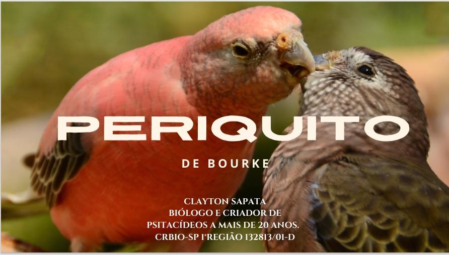 Guia completo sobre como ter sucesso na Criação de Bourkes e Neophe...