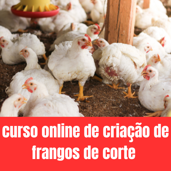 curso online de criação de frangos de corte - Walter | Hotmart