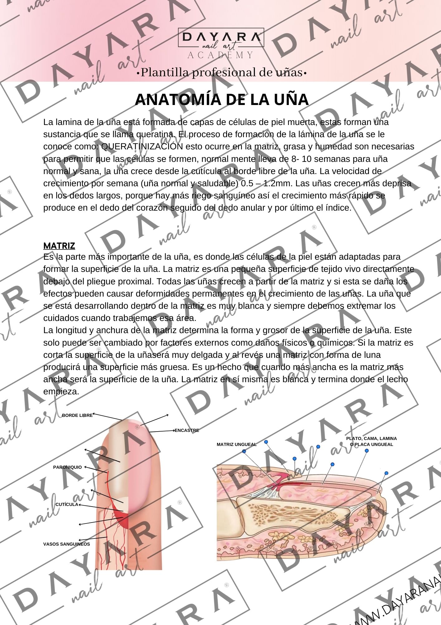 ANATOMÍA DE LAS UÑAS - susy moreno | Hotmart