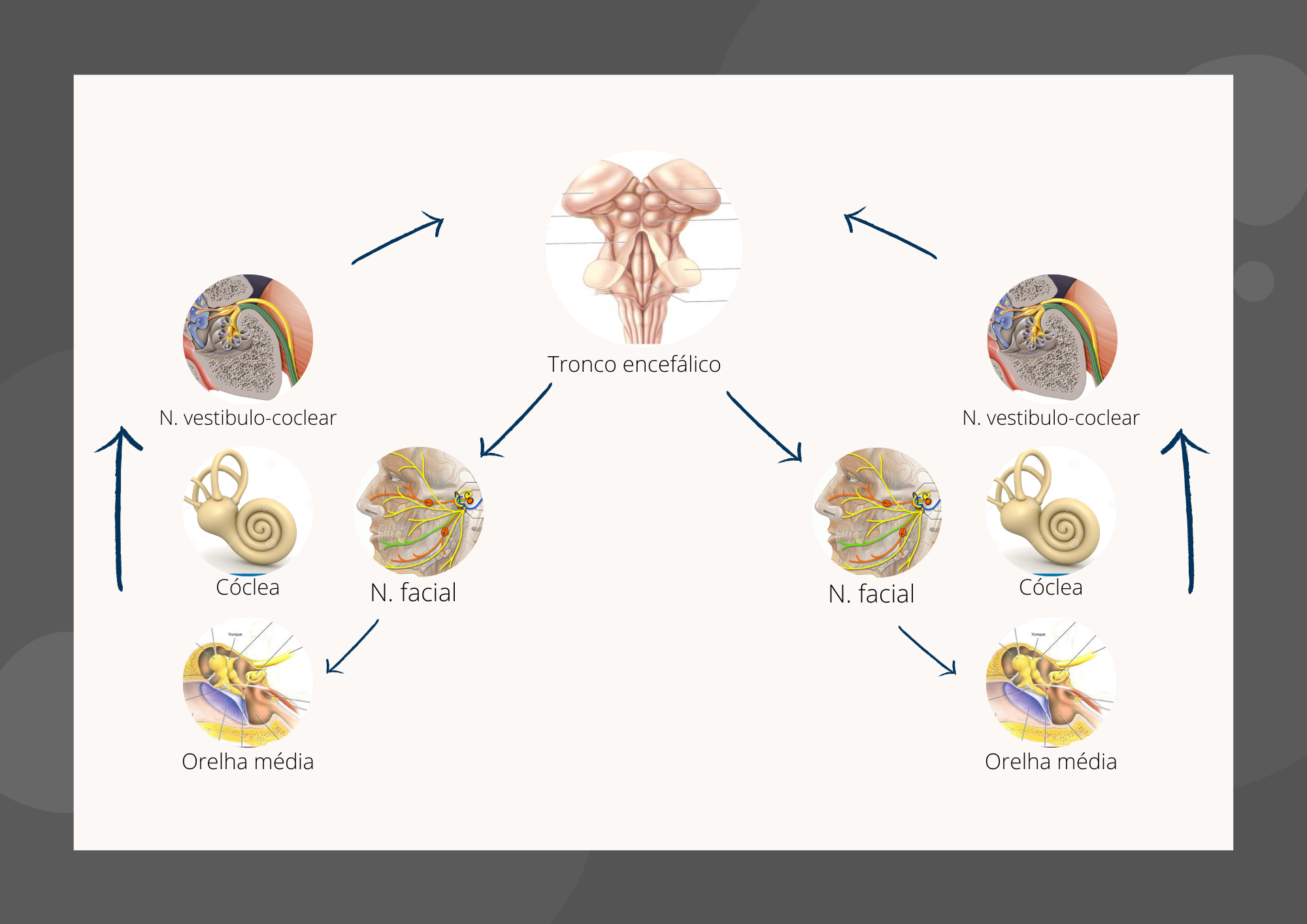 Reflexo Acústico Ausente O Que Significa - RETOEDU
