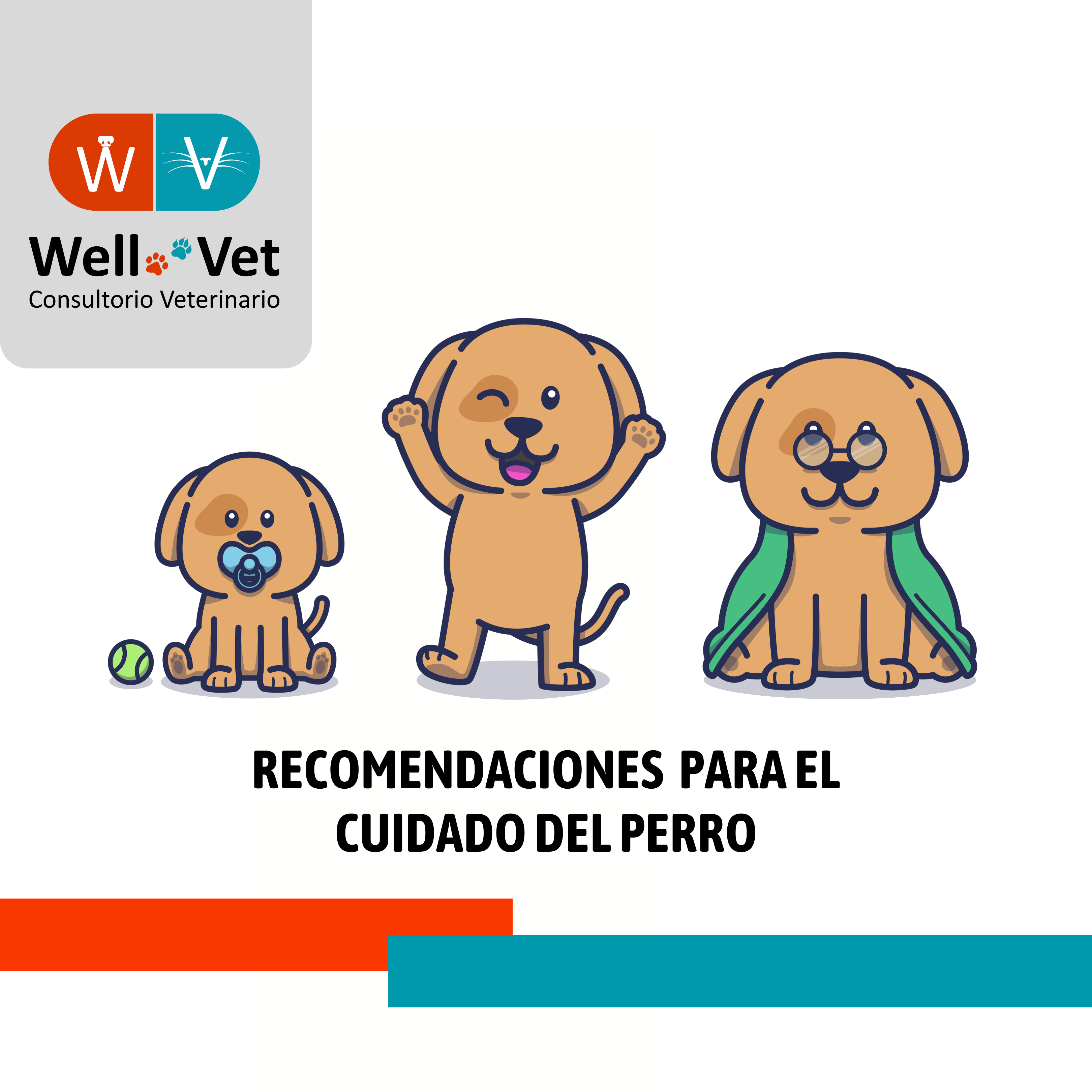 Recomendaciones para el cuidado del PERRO en sus etapas de vida