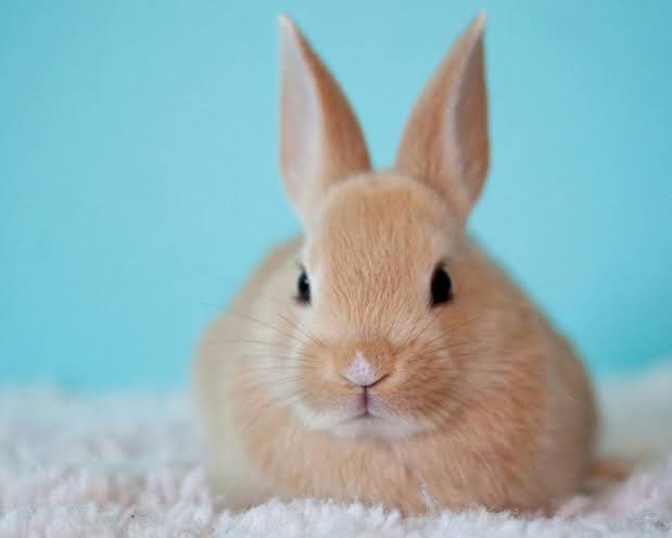 Como cuidar de coelho