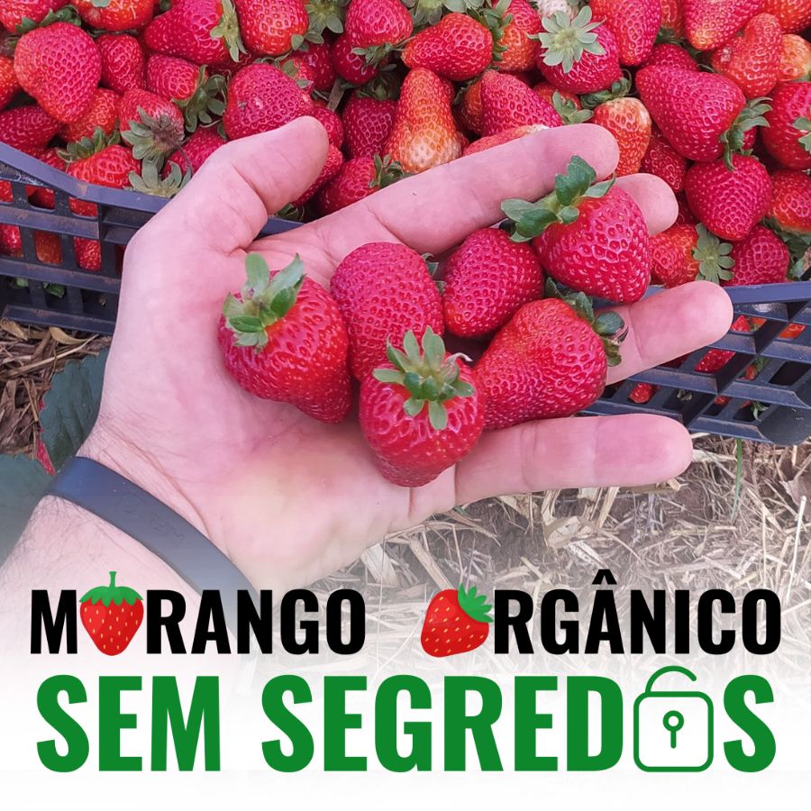 Morango Orgânico Sem Segredos - Danilo Meidas | Hotmart