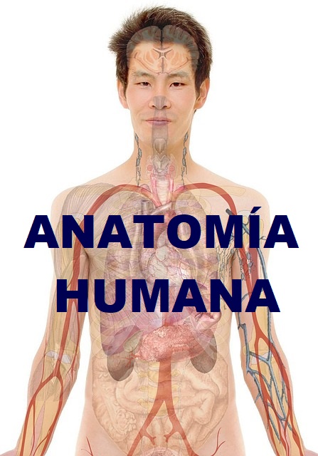 Anatomía para Universitarios - amilcar coronel calsin | Hotmart