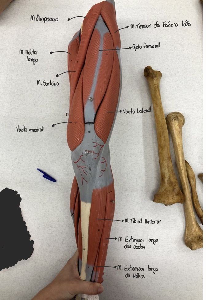 Membros Inferiores - Peça Anatômica
