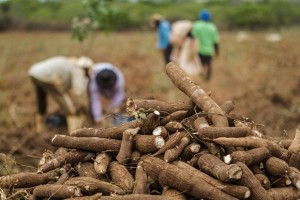Curso de Produção de Mandioca - Agriconline | Hotmart