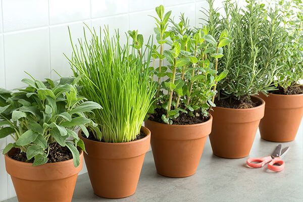 Complete Guide to Growing a Vegetable Garden in Pots