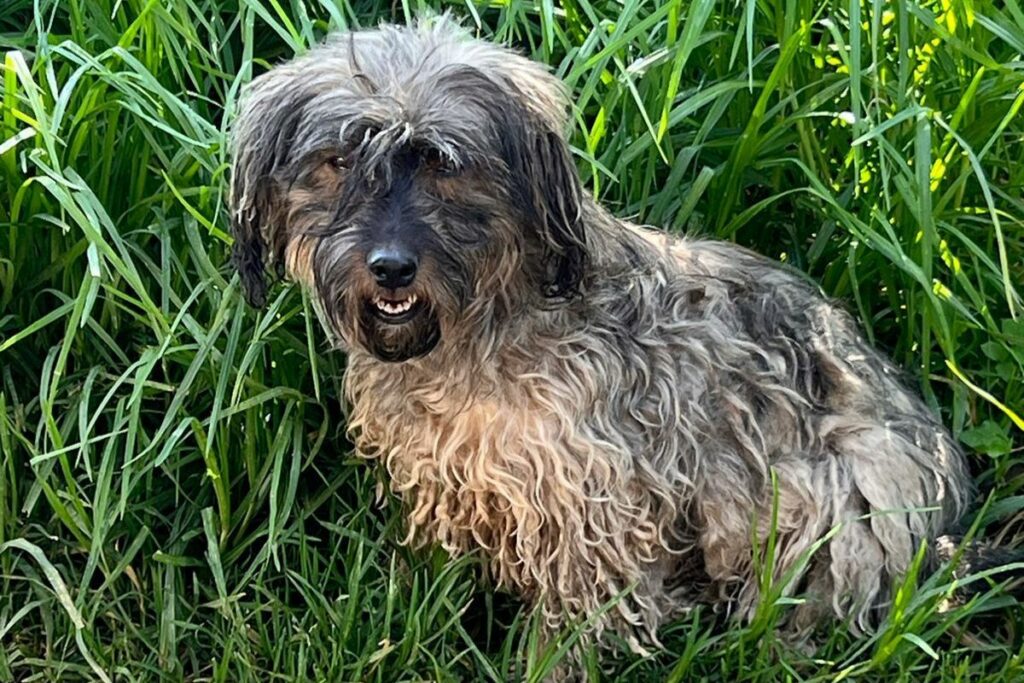 INICIAR LA FUNDACIÓN PATITAS CONTENTAS - Danny Sari | Hotmart