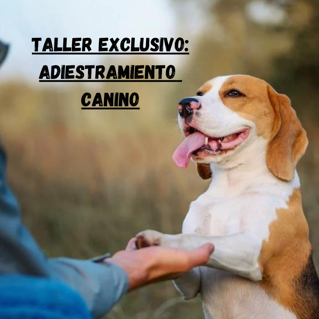 Adiestramiento Canino - Kevin Garrido Garcia | Hotmart