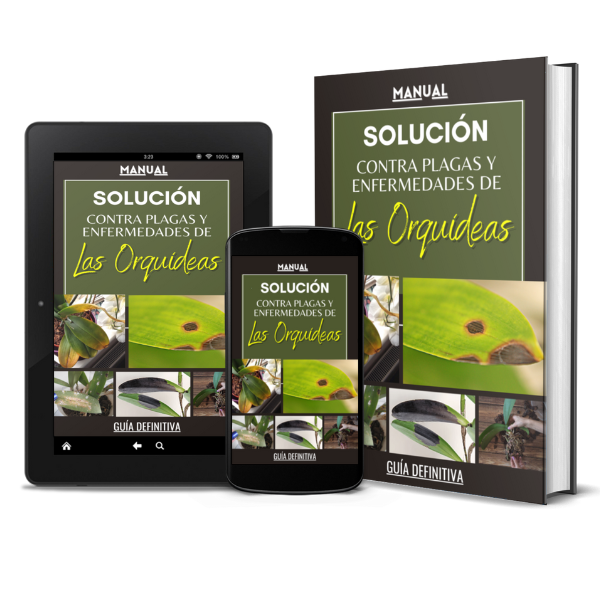 Solución contra Plagas y Enfermedades de las Orquídeas. - Cleidson ...