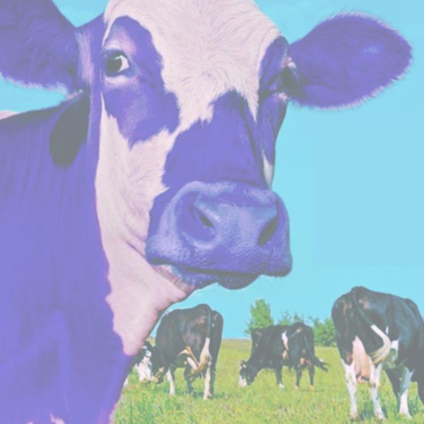 Seja uma Vaca Roxa: posicione-se como um designer de interiores único