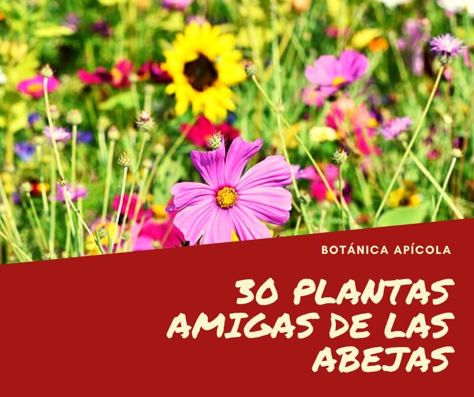 30 PLANTAS AMIGAS DE LAS ABEJAS - Santi Cuerda (Tierras Apícolas)