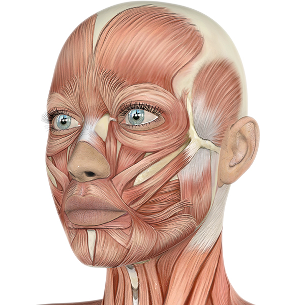Fáscia e Cirurgia Plástica - Patricia Ferreira Guedes | Hotmart