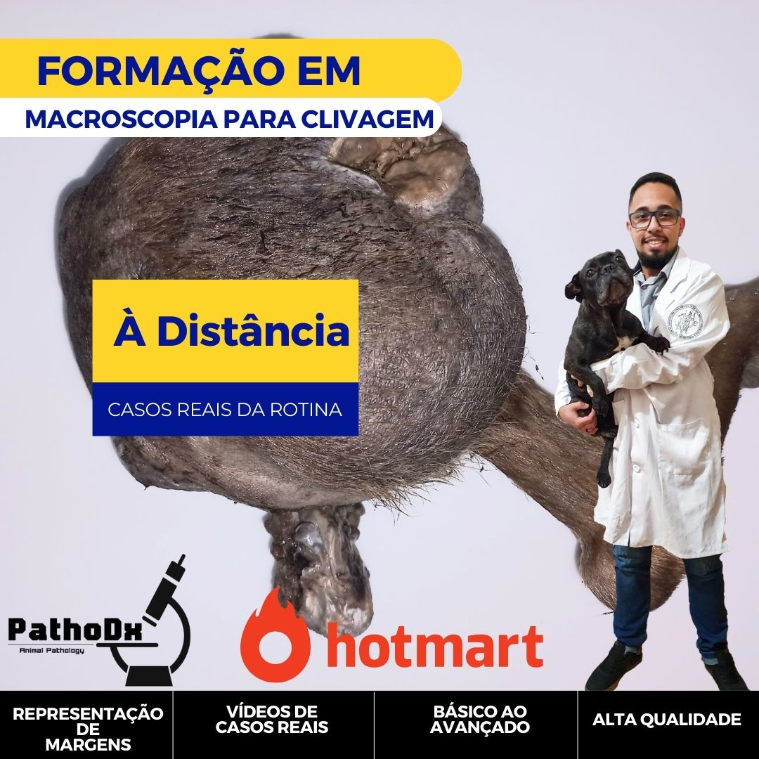 Macroscopia: clivagem de materiais e representação para o histopato...