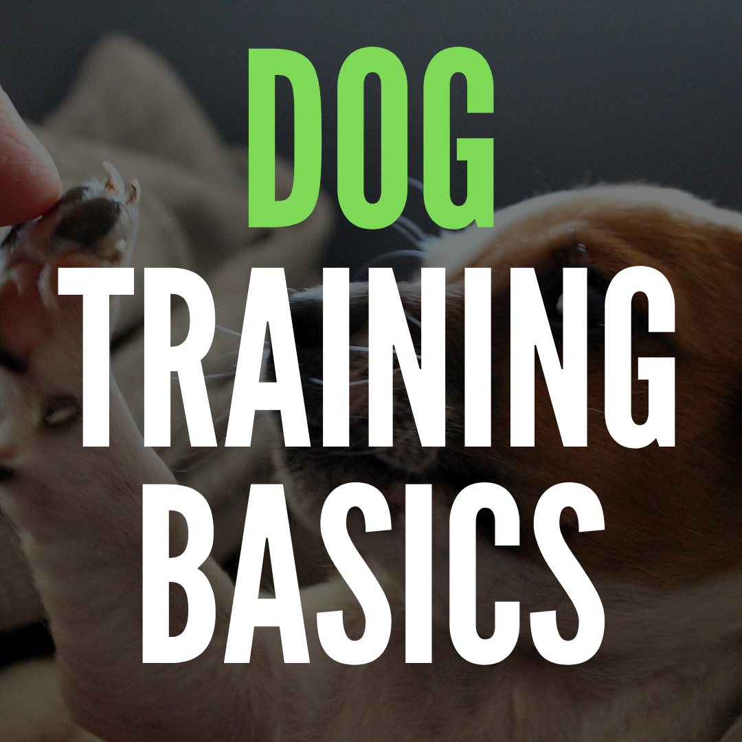 Dog Training Basics