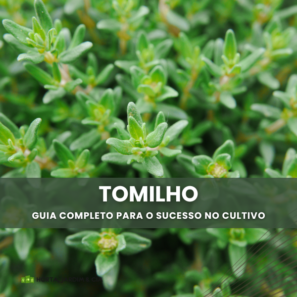 Tomilho em Casa: O Caminho para um Jardim Aromático e Saudável - Ho...