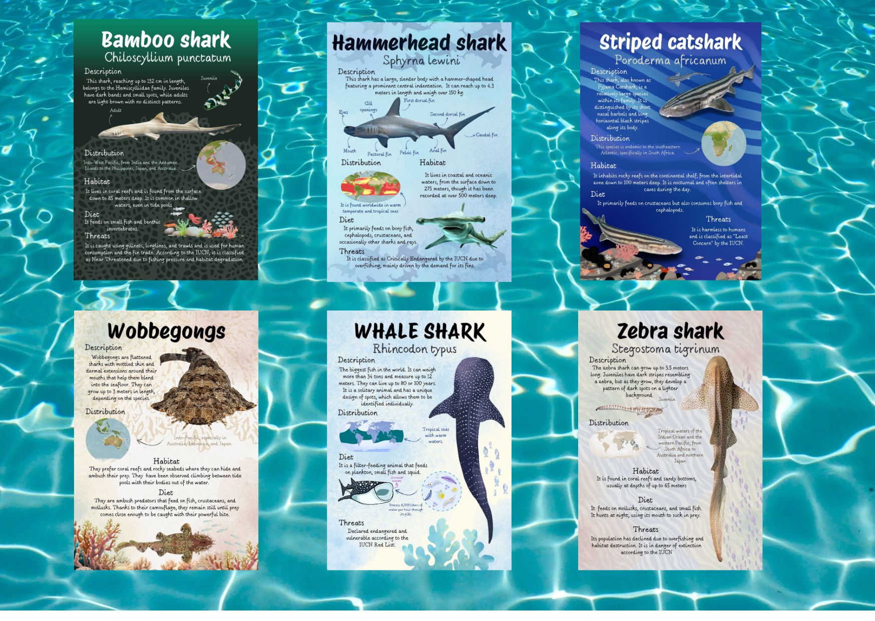 Pack of 6 Scientific Shark Posters/ Pack 6 Pósters Científicos de Tiburones