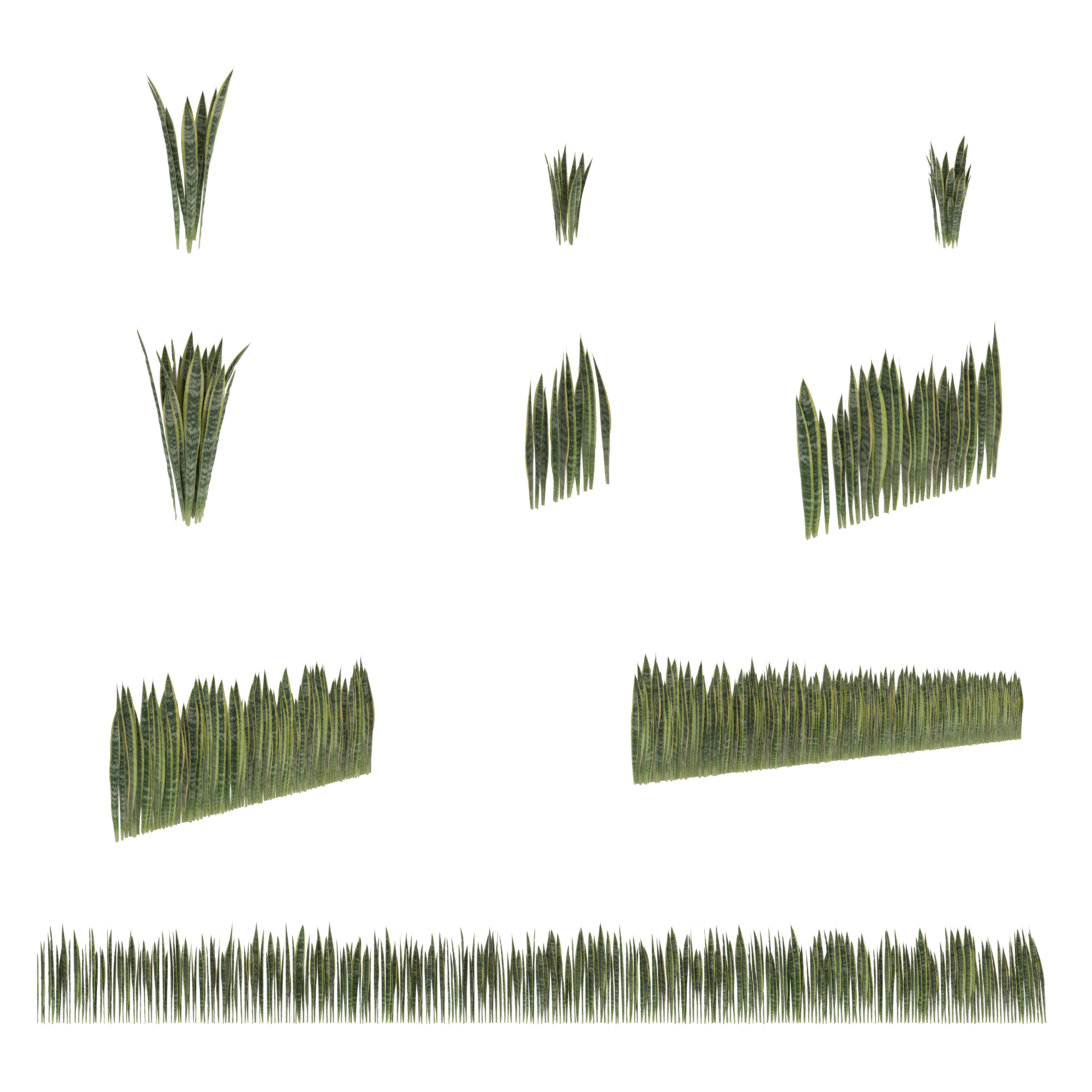 Pack 001 - [9] Snake Plant - Espada de São Jorge