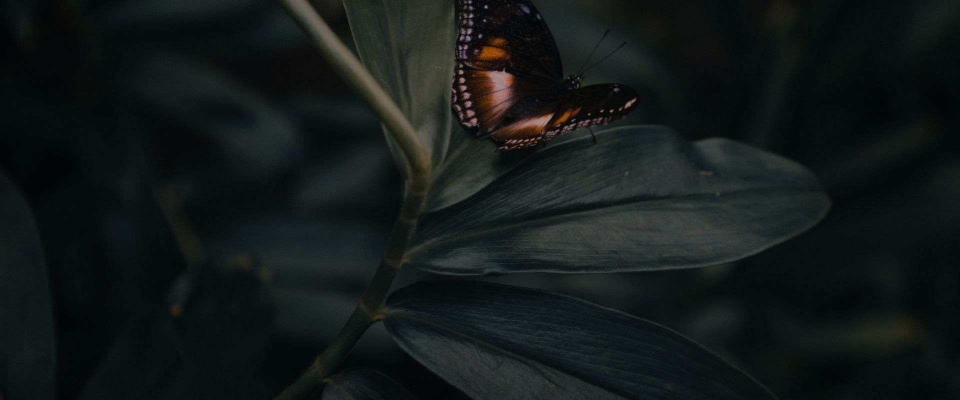 Consultoria Individual MMMP