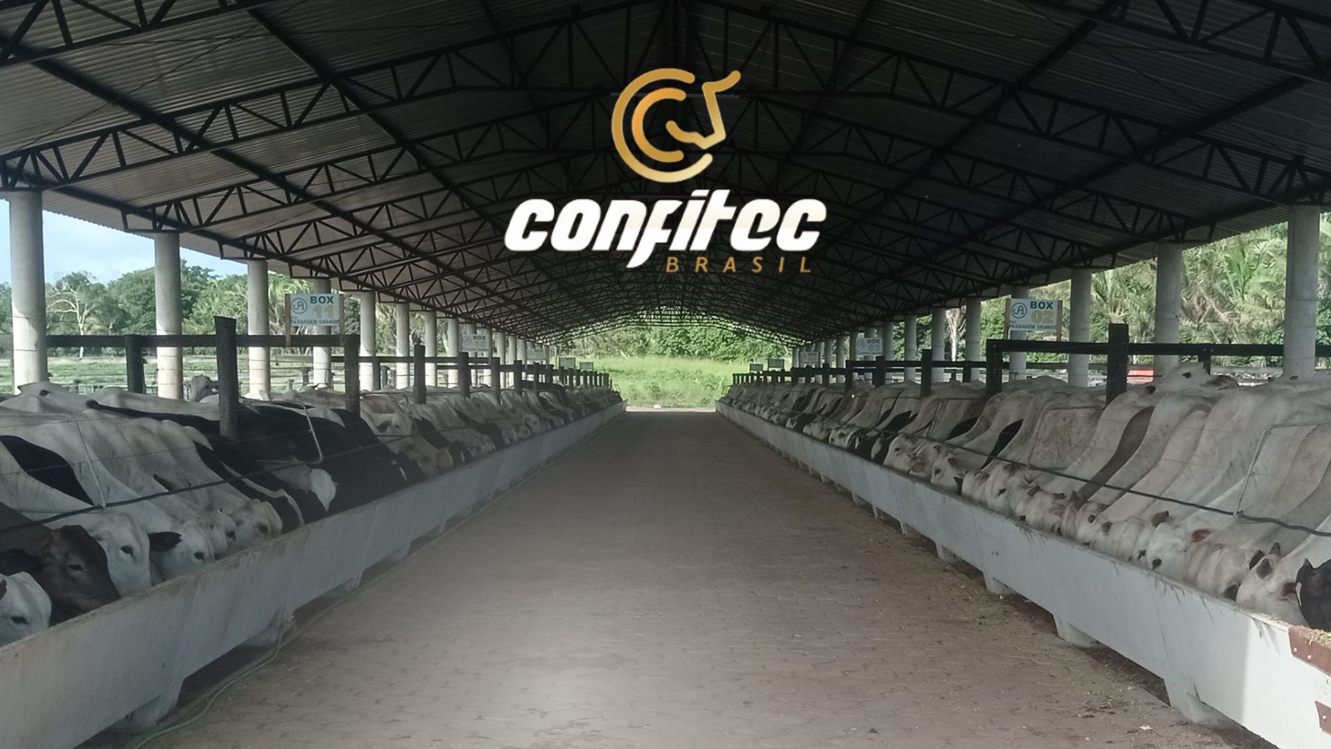 Nutrição de Bovinos de Corte em Confinamento com foco em "Plantas F...