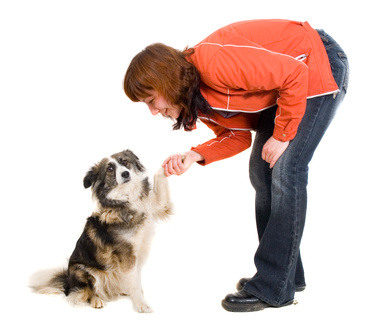 The Basics of Training Your Dog