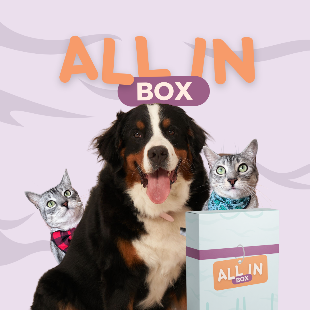 ALL IN BOX - Upccelerator | Hotmart
